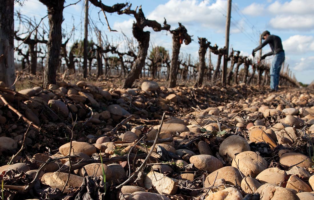 What is Terroir? | Making Wine | Ste. Michelle Wine Estates Wine Companion